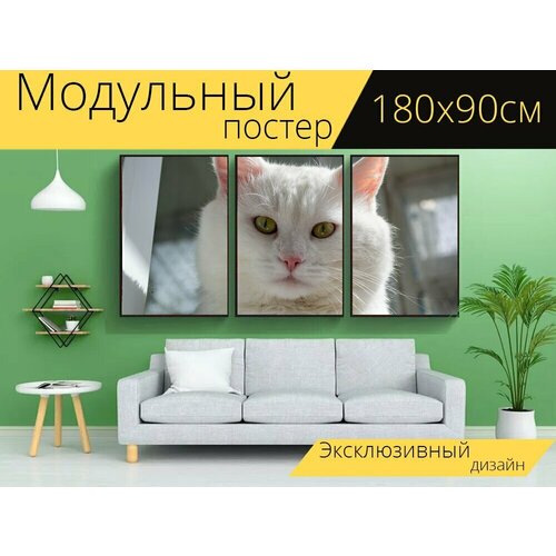 Модульный постер "Кошка, белый, кошачий" 180 x 90 см. для интерьера