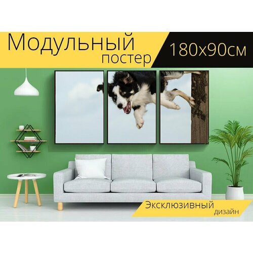 Модульный постер "Собака спорт, бордерколли, собачий трюк" 180 x 90 см. для интерьера