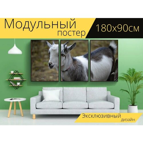 Модульный постер "Козел, карликовая коза, домашняя коза" 180 x 90 см. для интерьера