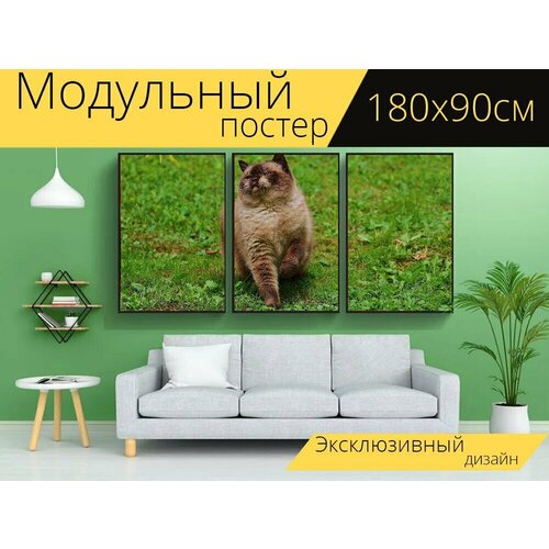 Модульный постер "Кот, британская короткошерстная кошка, играть" 180 x 90 см. для интерьера