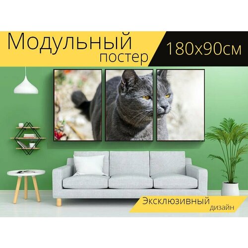 Модульный постер "Кошка, кошачий, усы" 180 x 90 см. для интерьера
