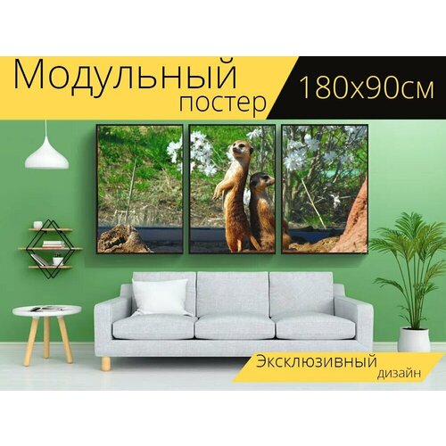 Модульный постер "Сурикат, животные, млекопитающее" 180 x 90 см. для интерьера