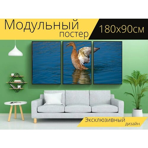 Модульный постер "Утка, животное, вода" 180 x 90 см. для интерьера