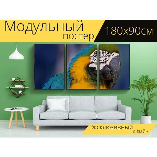 Модульный постер "Ара, животное, птица" 180 x 90 см. для интерьера