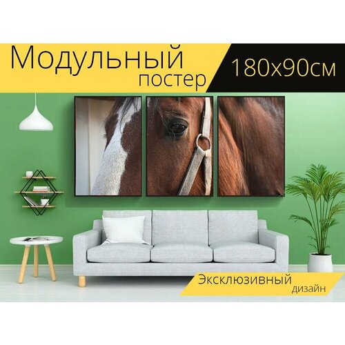 Модульный постер "Шайрская лошадь, лошадь, коричневый" 180 x 90 см. для интерьера