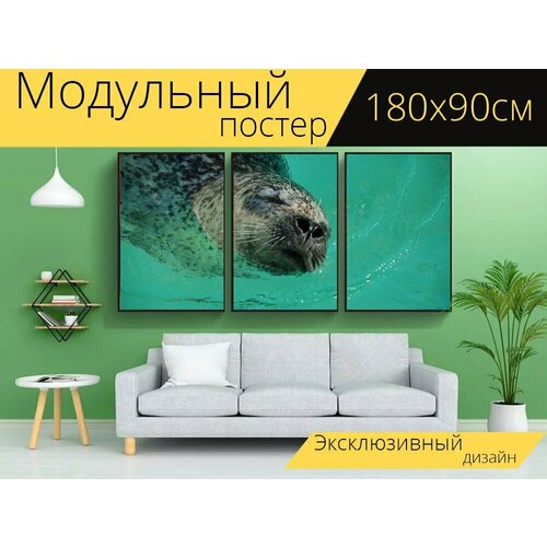 Модульный постер "Тюлень, зоопарк" 180 x 90 см. для интерьера