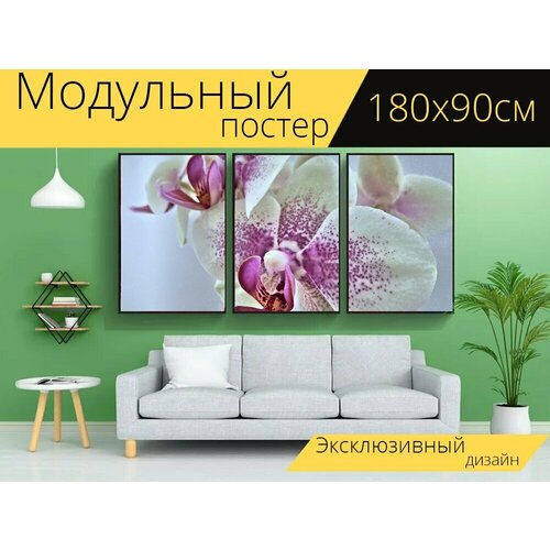 Модульный постер "Орхидея, миниатюра, розовый" 180 x 90 см. для интерьера