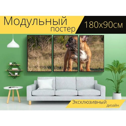 Модульный постер "Французский бульдог, щенок, домашний питомец" 180 x 90 см. для интерьера