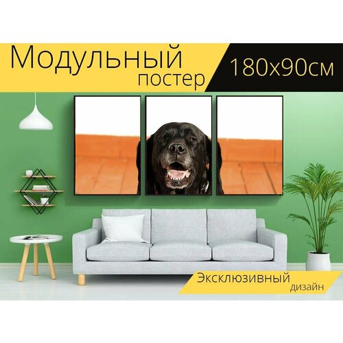 Модульный постер "Лабрадор, собака, чернить" 180 x 90 см. для интерьера