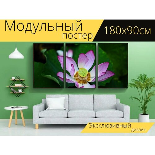 Модульный постер "Lotus, цветок, листьев лотоса" 180 x 90 см. для интерьера