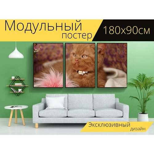 Модульный постер "Британская короткошерстная кошка, котенок, кот" 180 x 90 см. для интерьера