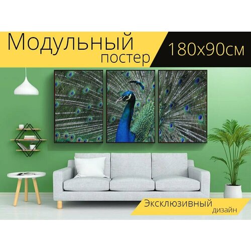 Модульный постер "Павлин, птица, синяя птица" 180 x 90 см. для интерьера