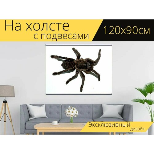 Картина на холсте "Паук, тарантул, членистоногих" с подвесами 120х90 см. для интерьера
