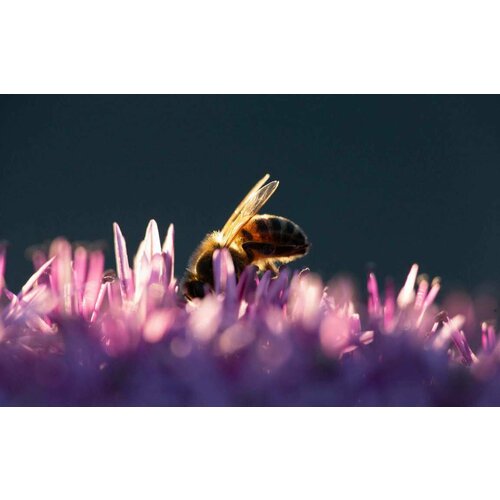 Картина на холсте 60x110 LinxOne "Пчела, насекомое, цветы, лепесток" интерьерная для дома / на стену / на кухню / с подрамником