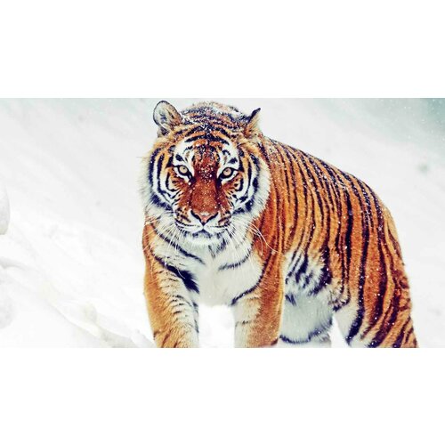 Картина на холсте 60x110 LinxOne "Сибирский тигр хищник кошки" интерьерная для дома / на стену / на кухню / с подрамником