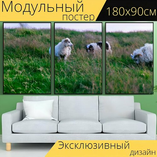 Модульный постер "Овец, травяное поле, домашний скот" 180 x 90 см. для интерьера