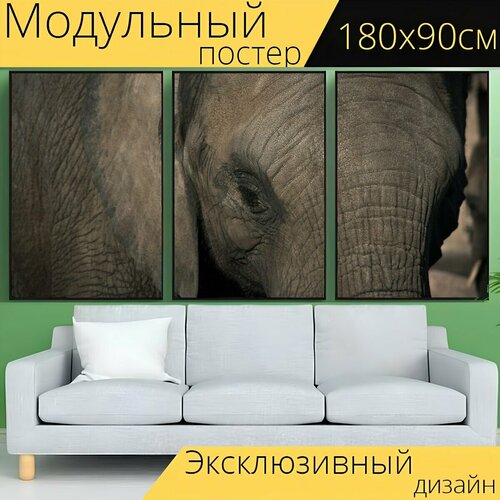 Модульный постер "Слон, зоопарк, толстокожий" 180 x 90 см. для интерьера