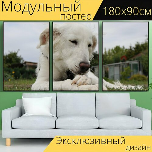 Модульный постер "Собака, элла, расслабленный" 180 x 90 см. для интерьера