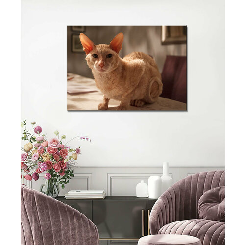 Картина - кошка, корниш-рекс, волнистая шерсть, короткошёрстная кошка, домашняя кошка, ласковая кошка, кот (146) 60х80