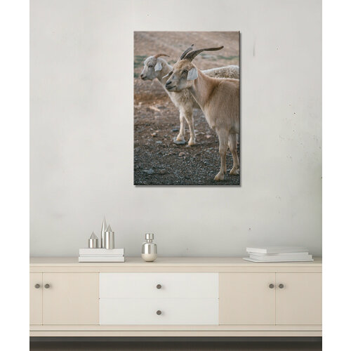 Картина - Козел, коза, дикий козел, рогатый козел, горный козел (29) 50х70