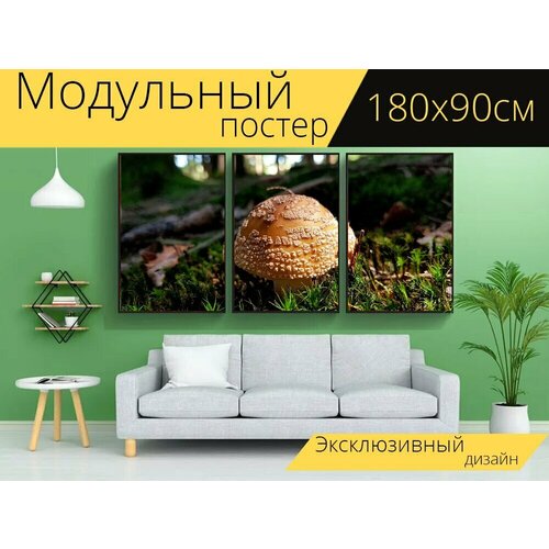 Модульный постер "Гриб, мухомор, жемчужный гриб" 180 x 90 см. для интерьера