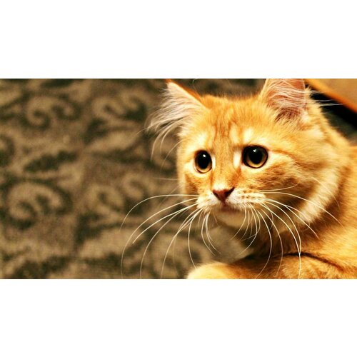 Картина на холсте 60x110 LinxOne "Кошка рыжий кот котэ" интерьерная для дома / на стену / на кухню / с подрамником