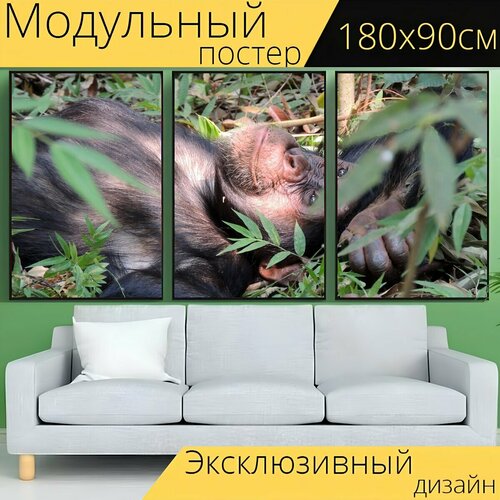 Модульный постер "Шимпанзе, обезьяна, примат" 180 x 90 см. для интерьера