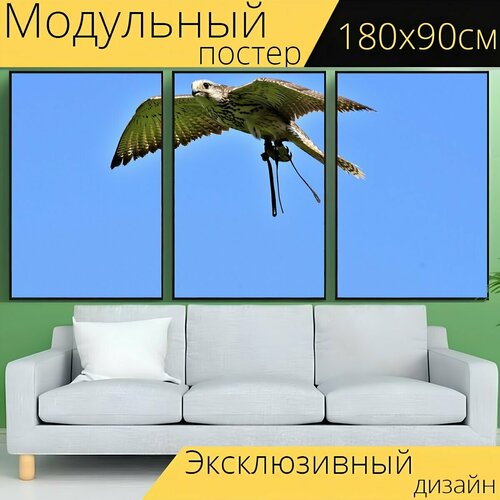 Модульный постер "Сокол, хищные птицы, птица" 180 x 90 см. для интерьера