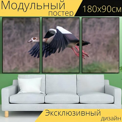 Модульный постер "Нильский гусь, гусь, гусиный клюв" 180 x 90 см. для интерьера