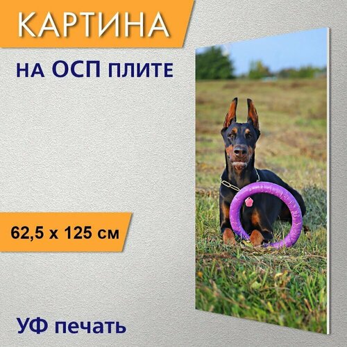 Вертикальная картина на ОСП "Доберман, собака, обруч" 62x125 см. для интерьериа