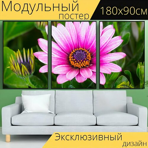 Модульный постер "Маргаритки, цветок, цвести" 180 x 90 см. для интерьера