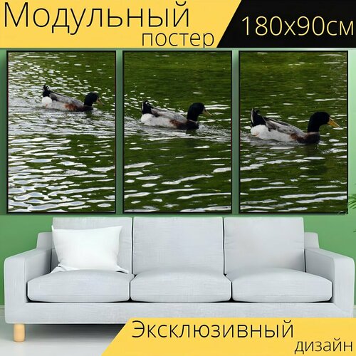 Модульный постер "Утки, плавание, вода" 180 x 90 см. для интерьера