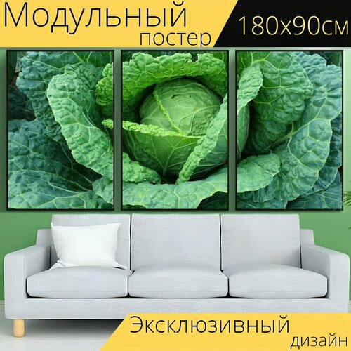 Модульный постер "Капуста, зеленые листья, овощи" 180 x 90 см. для интерьера