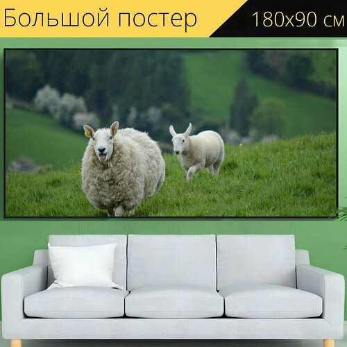 Большой постер "Природа, животные, овец" 180 x 90 см. для интерьера