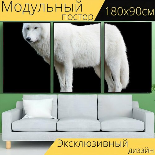Модульный постер "Млекопитающее, волк, собака" 180 x 90 см. для интерьера