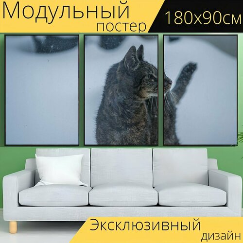 Модульный постер "Кошка, милый, домашний питомец" 180 x 90 см. для интерьера