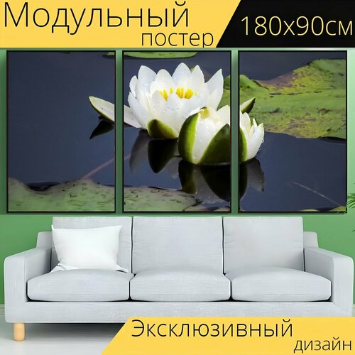 Модульный постер "Кувшинка, цветок, белый" 180 x 90 см. для интерьера