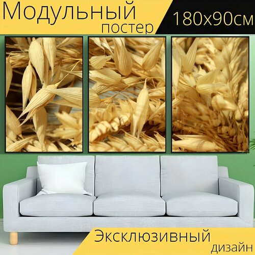 Модульный постер "Зерновой, уборка урожая, колосья" 180 x 90 см. для интерьера