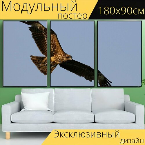 Модульный постер "Орел, природа, сова" 180 x 90 см. для интерьера