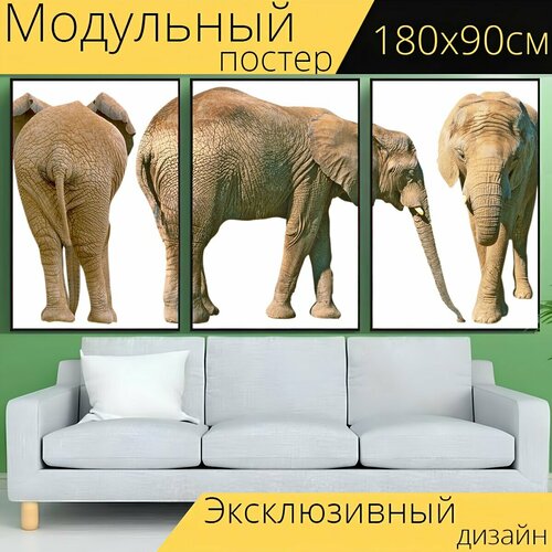 Модульный постер "Африканский слон, хобот, животные" 180 x 90 см. для интерьера
