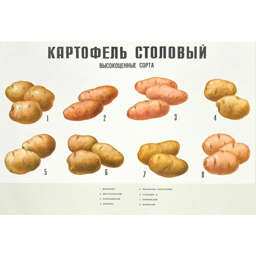 Советский плакат, постер на холсте Картофель, высокоценные сорта. Размер 21 х 30 см