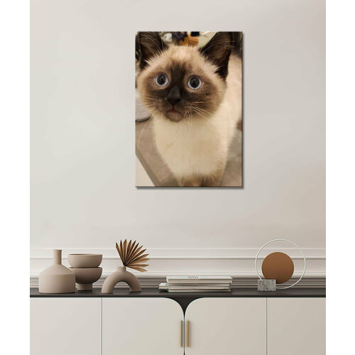 Картина - кошка, сиамская кошка, домашняя кошка, ласковая кошка, короткошерстная кошка, котёнок, кот (83) 30х40
