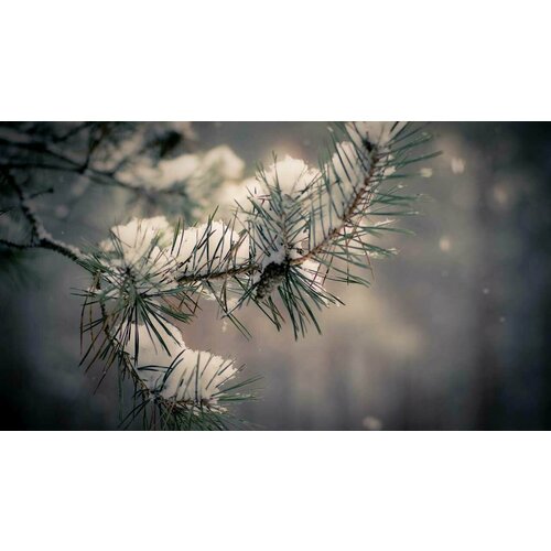 Картина на холсте 60x110 Альянс Лес "Зима ветка елка снег" на подрамнике / интерьер/ декор