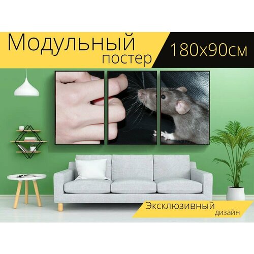 Модульный постер "Крыса, домашний питомец, любопытство" 180 x 90 см. для интерьера