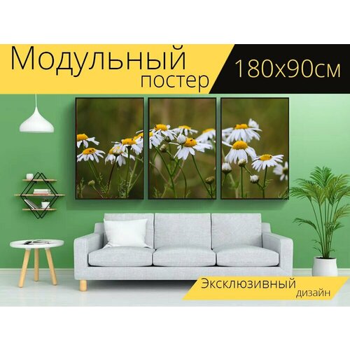 Модульный постер "Ромашка, цветы ромашки, лекарственное растение" 180 x 90 см. для интерьера