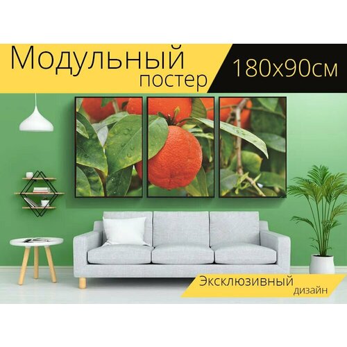 Модульный постер "Апельсин, оранжевый, апельсиновое дерево" 180 x 90 см. для интерьера