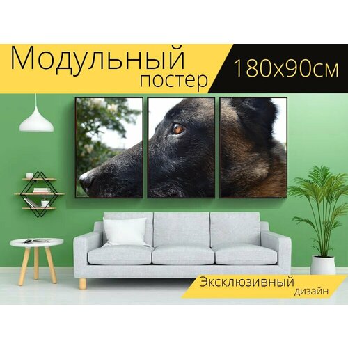 Модульный постер "Овчарка, бельгийский малинуа, собака" 180 x 90 см. для интерьера