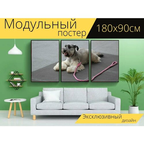 Модульный постер "Шнауцер, дрессировка собак, оставаться" 180 x 90 см. для интерьера