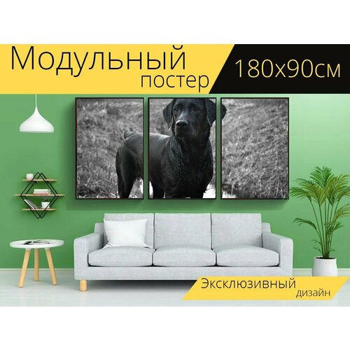 Модульный постер "Лабрадор, собака, черное и белое" 180 x 90 см. для интерьера