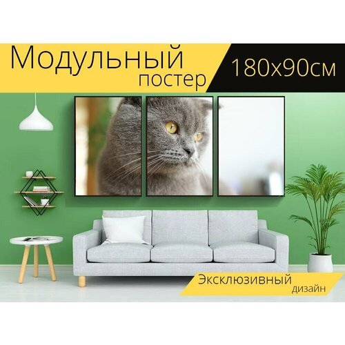 Модульный постер "Кошка, британский шорт, британская короткошерстная кошка" 180 x 90 см. для интерьера